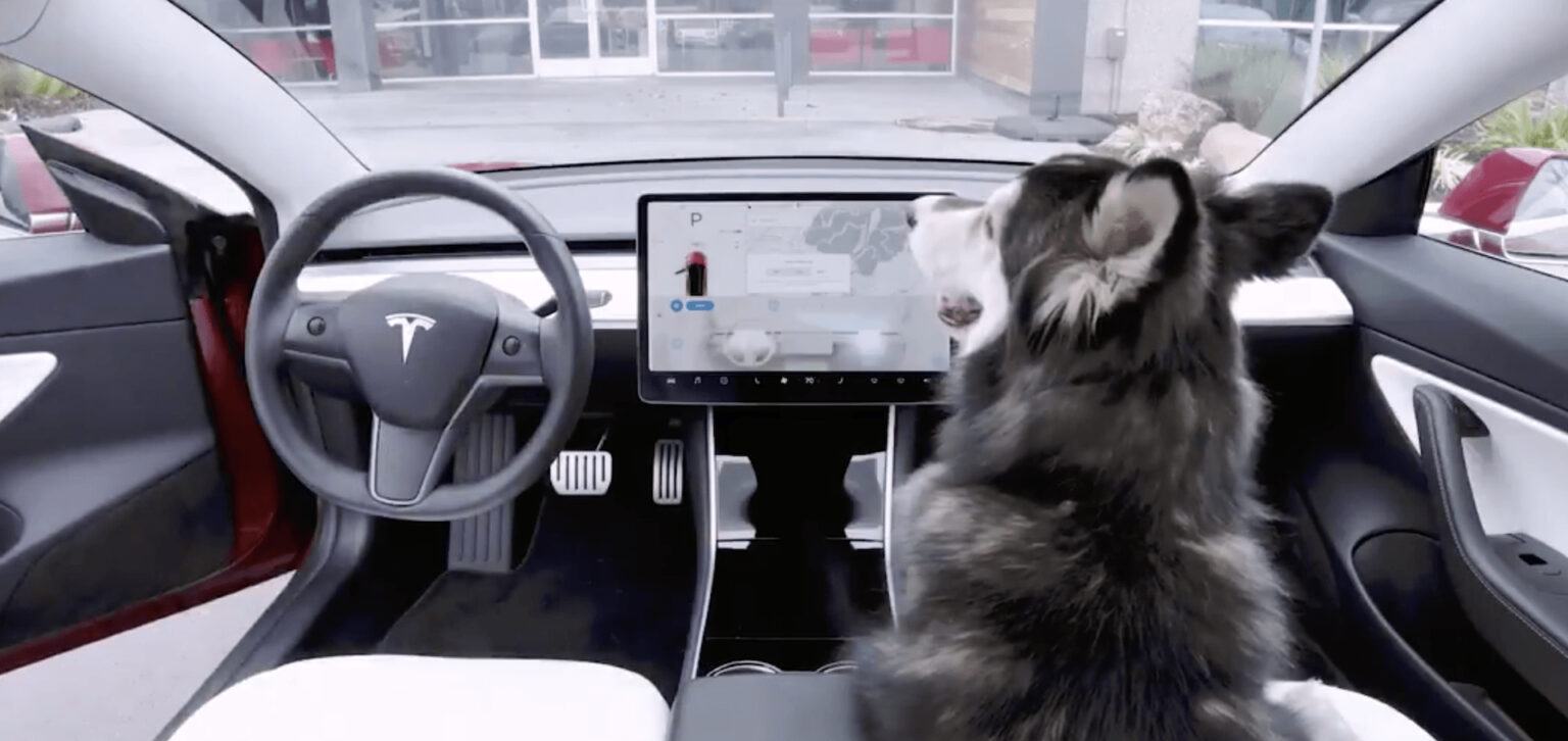 Modo Perro de Tesla: an innovation for the safety and well-being of our ...